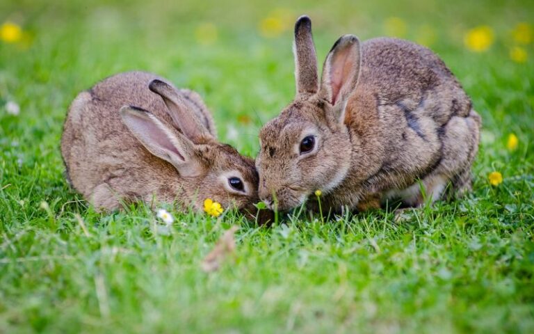 All About Female Rabbits – Rabbits Wow