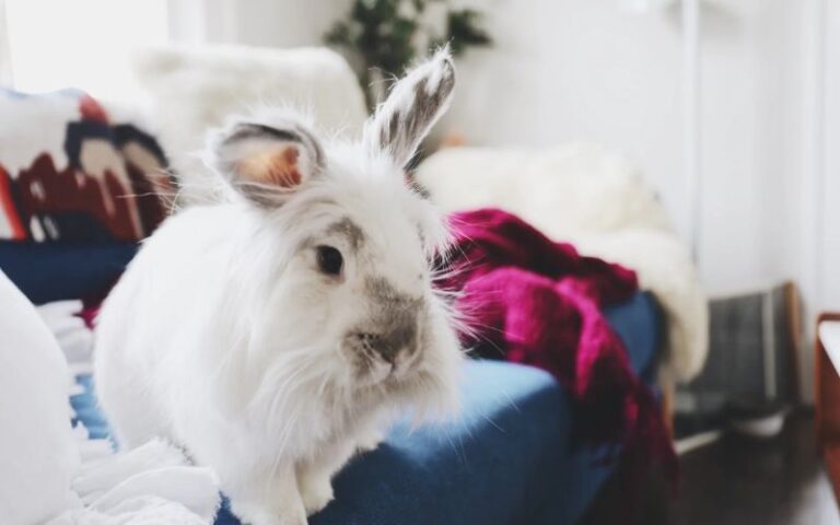 Rabbit Care 101: A Complete Guide for New Owners - Rabbits Wow